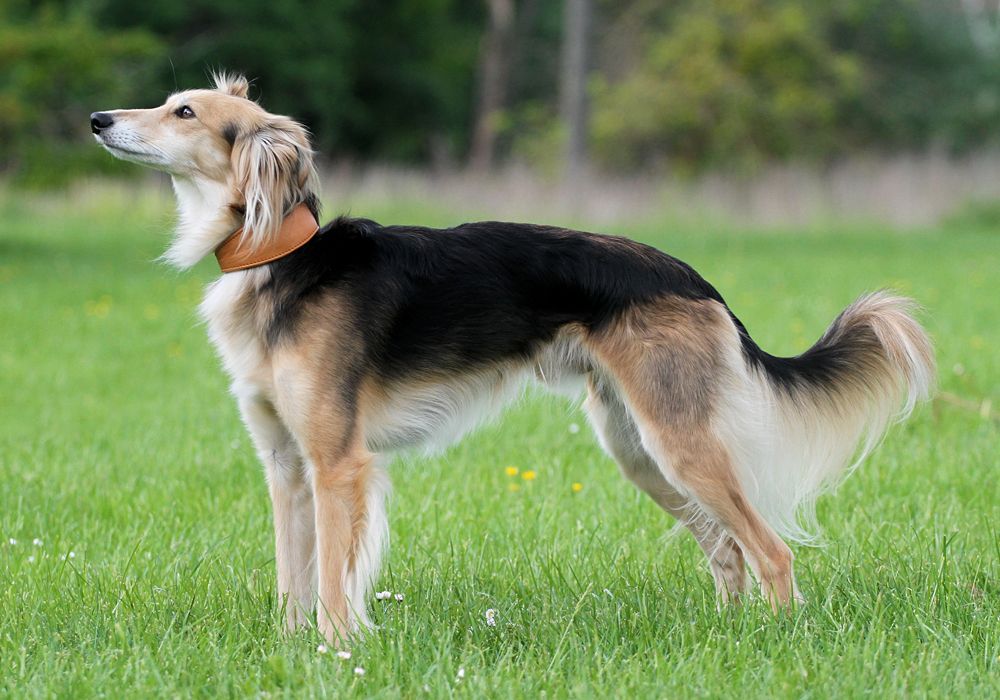 Silken Windsprite - The Breed Archive