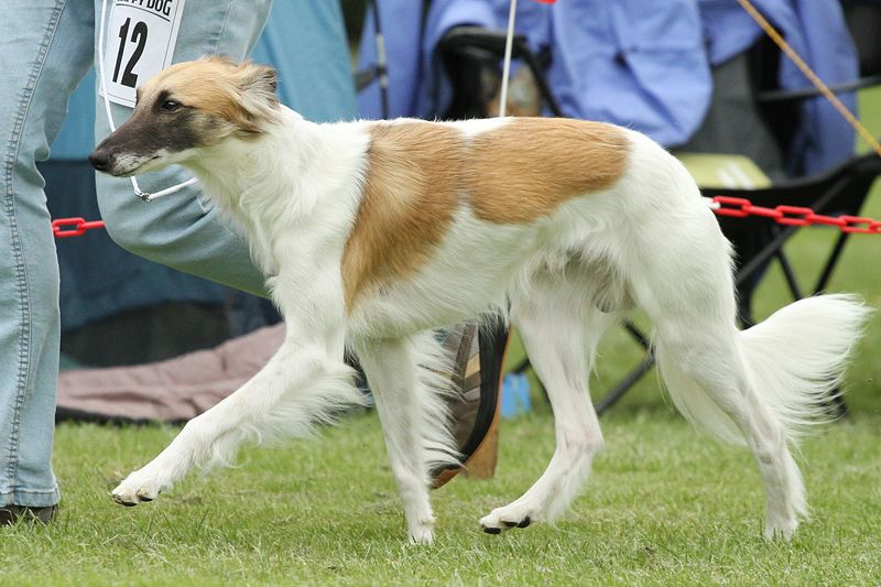 Silken Windsprite - The Breed Archive