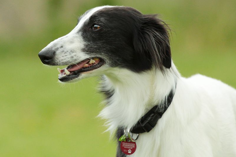 Silken Windsprite - The Breed Archive