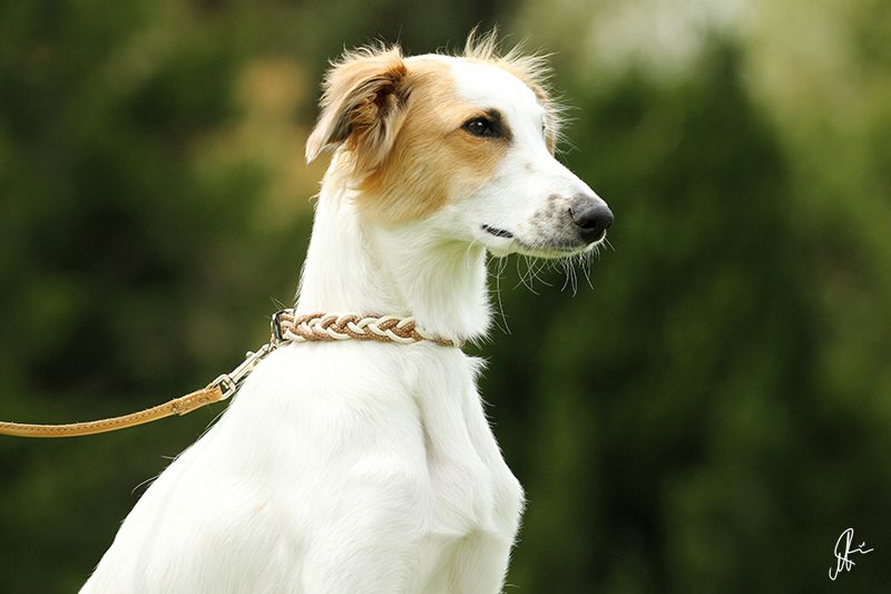 Silken Windsprite / Longhaired Whippet - The Breed Archive