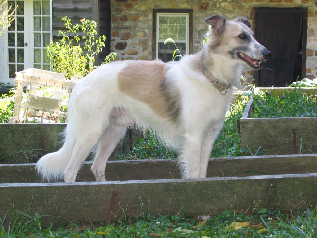 Silken Windsprite - The Breed Archive