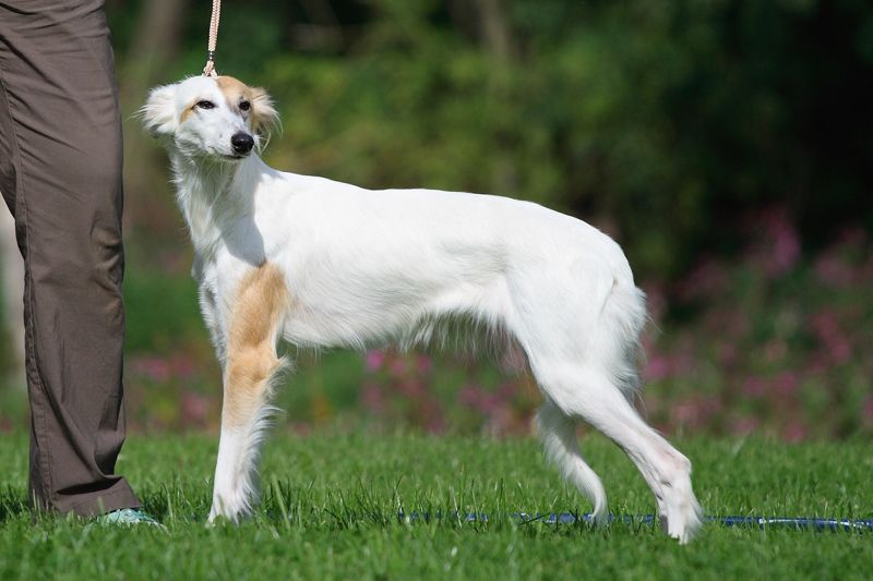 Silken Windsprite - The Breed Archive