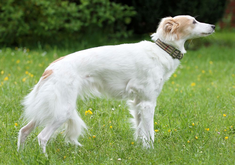 Silken Windsprite - The Breed Archive