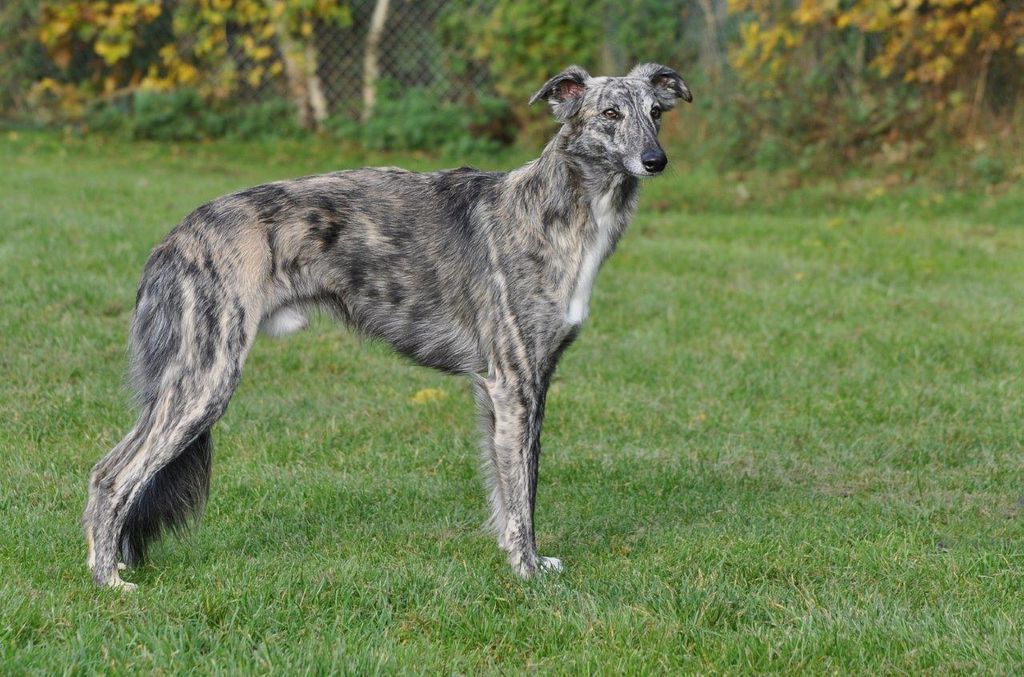 Silken Windsprite - The Breed Archive