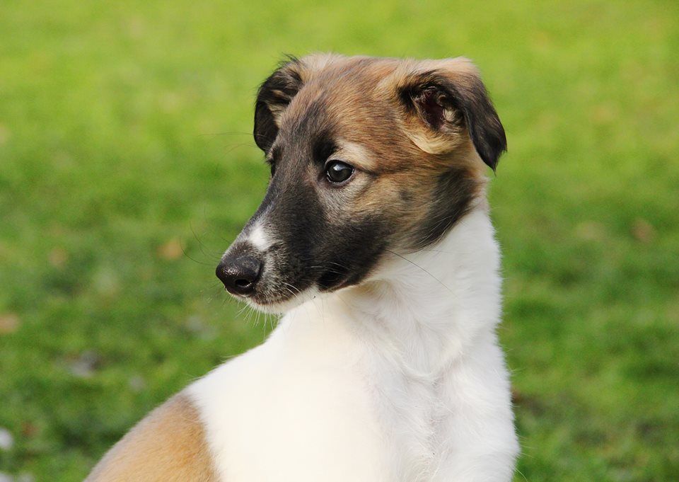 Silken Windsprite / Longhaired Whippet - The Breed Archive