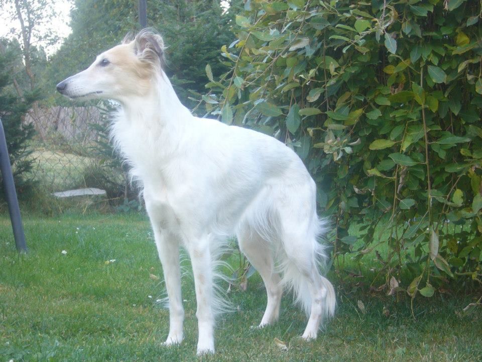 Silken Windsprite - The Breed Archive