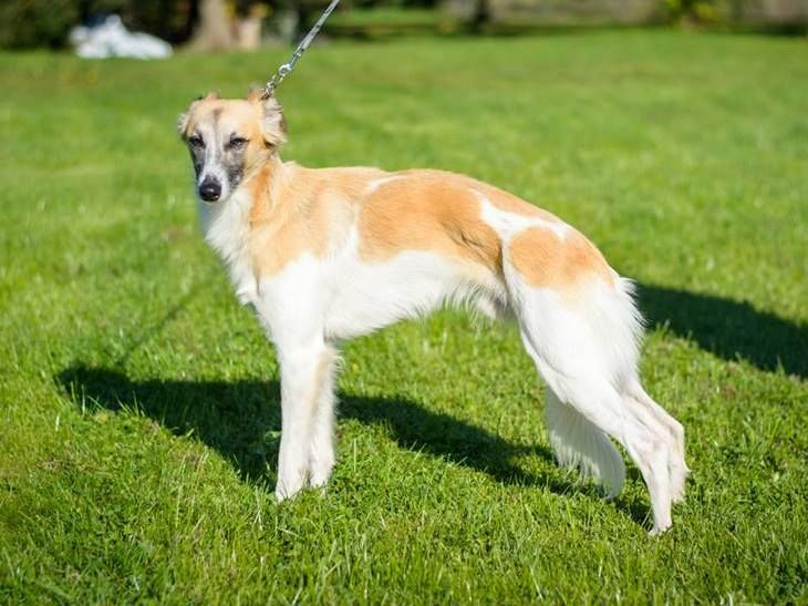 Silken Windsprite - The Breed Archive