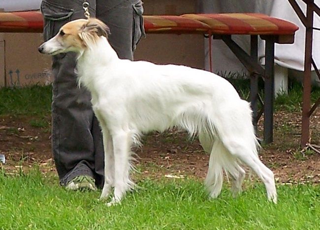 Silken Windsprite - The Breed Archive