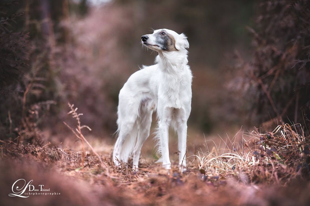 Silken Windsprite - The Breed Archive