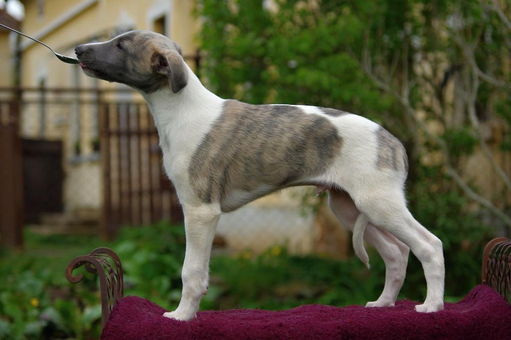 Silken Windsprite - The Breed Archive