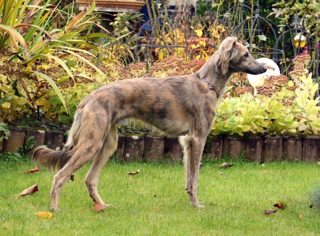 Silken Windsprite - The Breed Archive