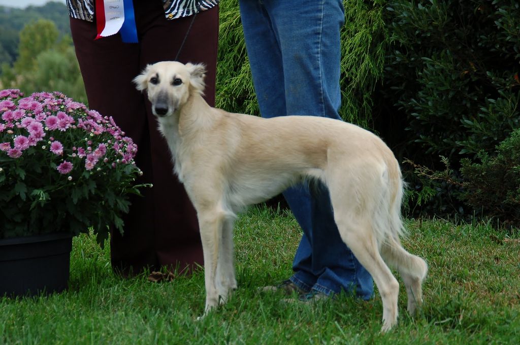 Silken Windsprite - The Breed Archive