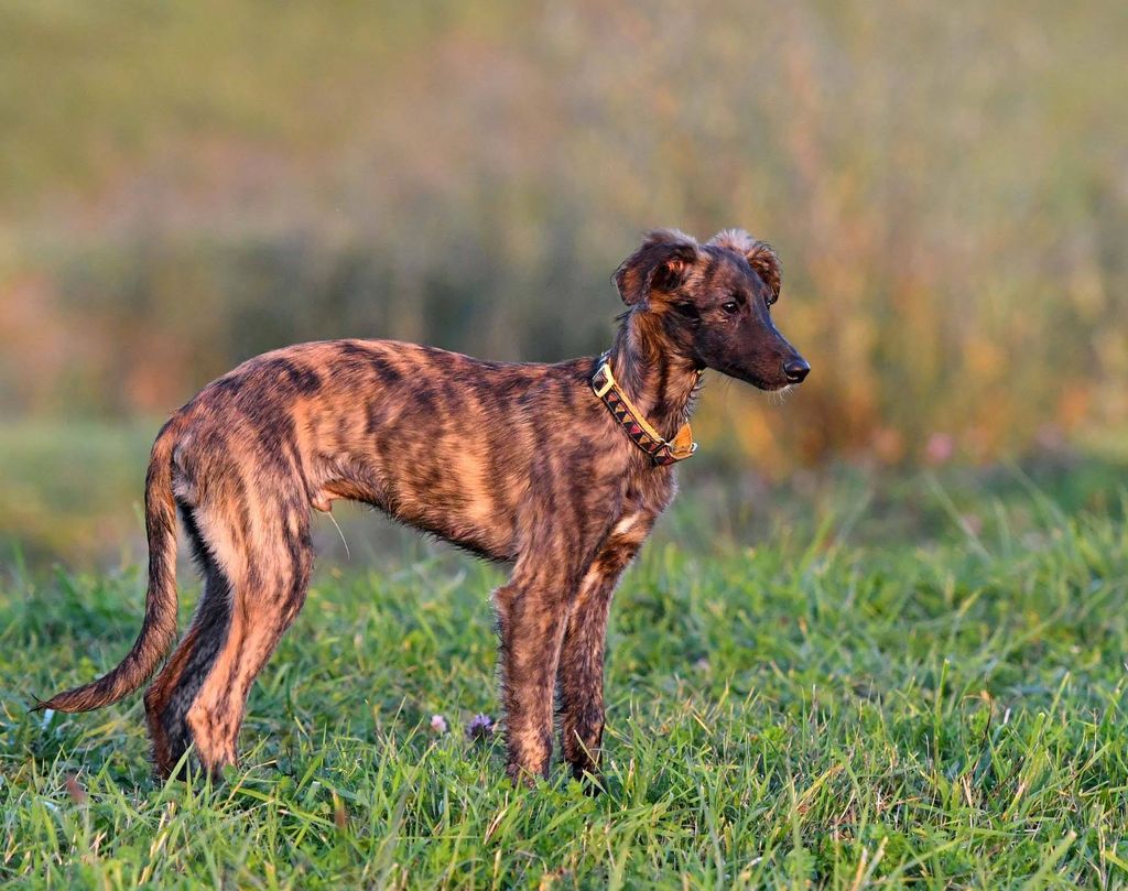 Silken Windsprite - The Breed Archive