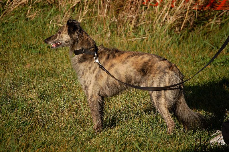 Silken Windsprite - The Breed Archive