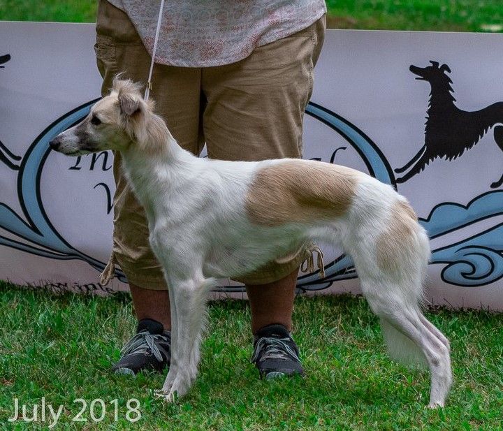 Silken Windsprite - The Breed Archive