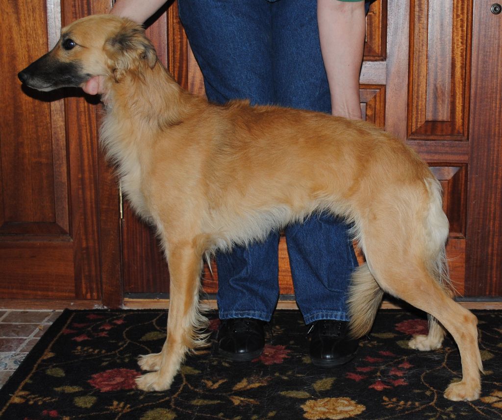 Silken Windsprite - The Breed Archive