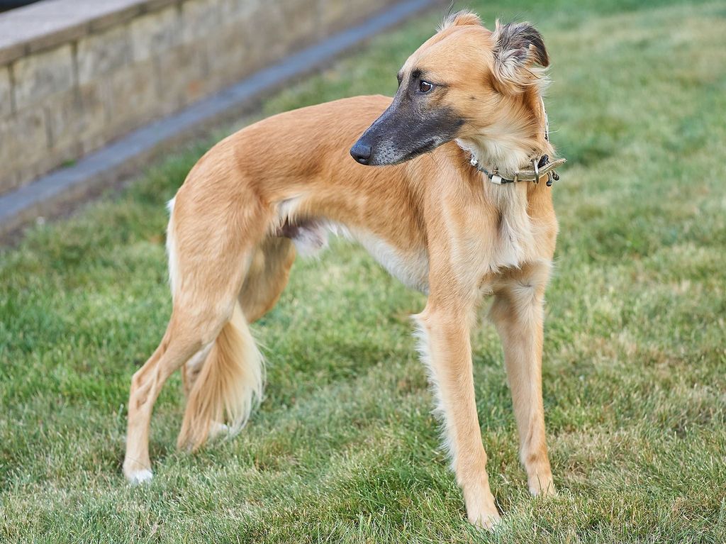 Silken Windsprite - The Breed Archive