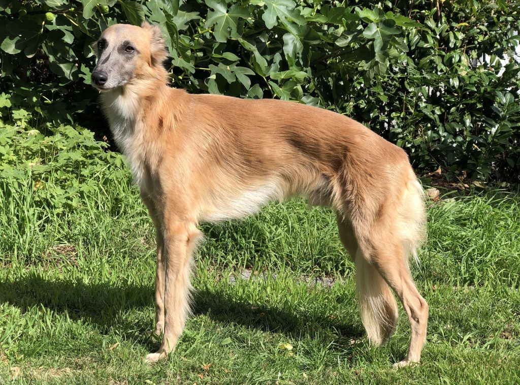 Silken Windsprite - The Breed Archive