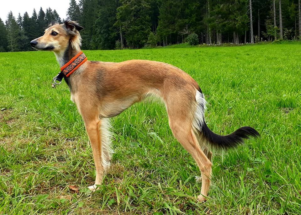 Silken Windsprite - The Breed Archive