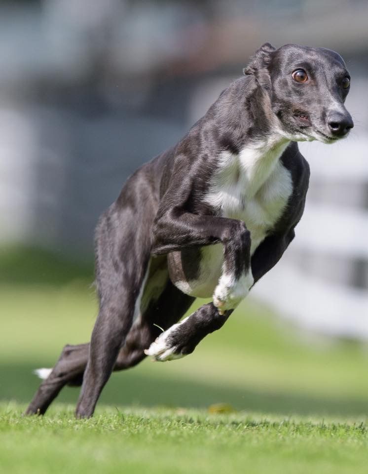 Silken Windsprite - The Breed Archive