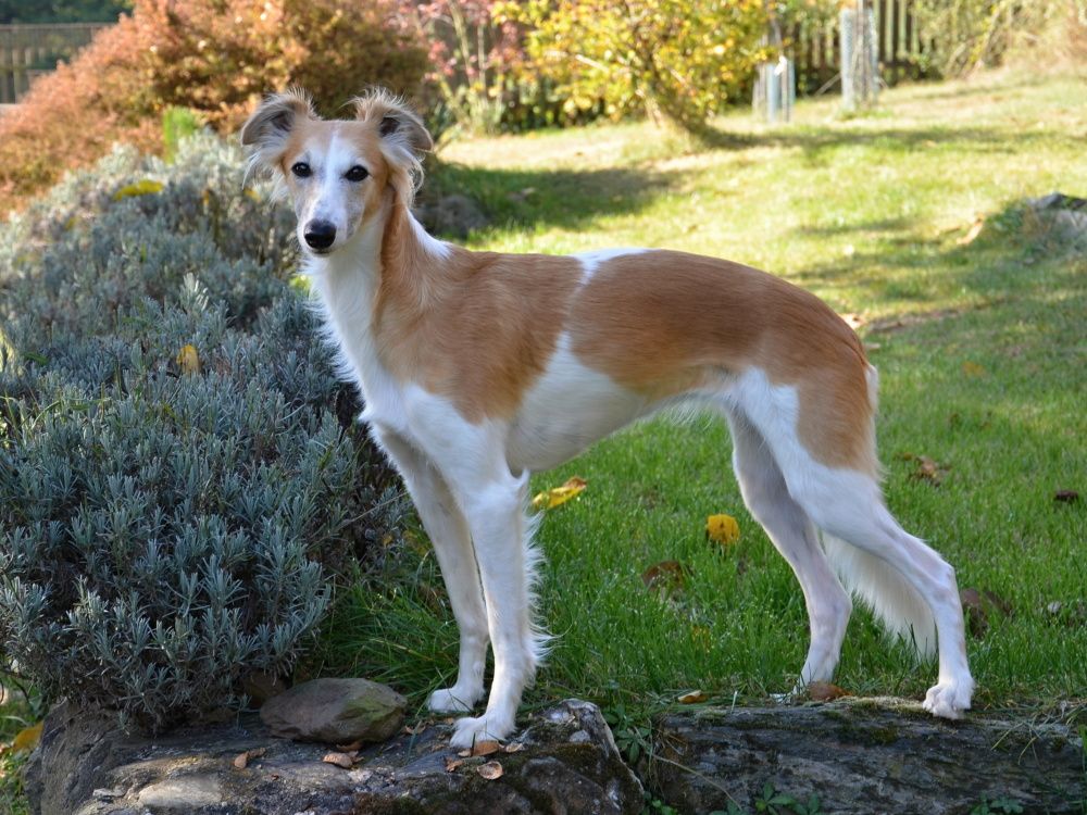 Silken Windsprite - The Breed Archive