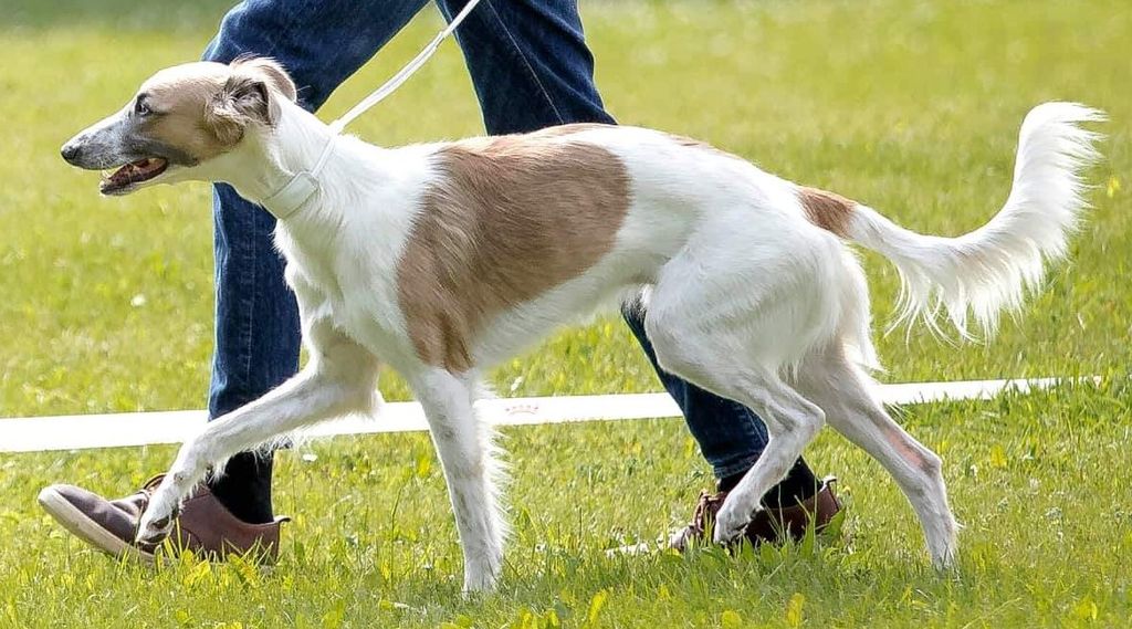 Silken Windsprite - The Breed Archive