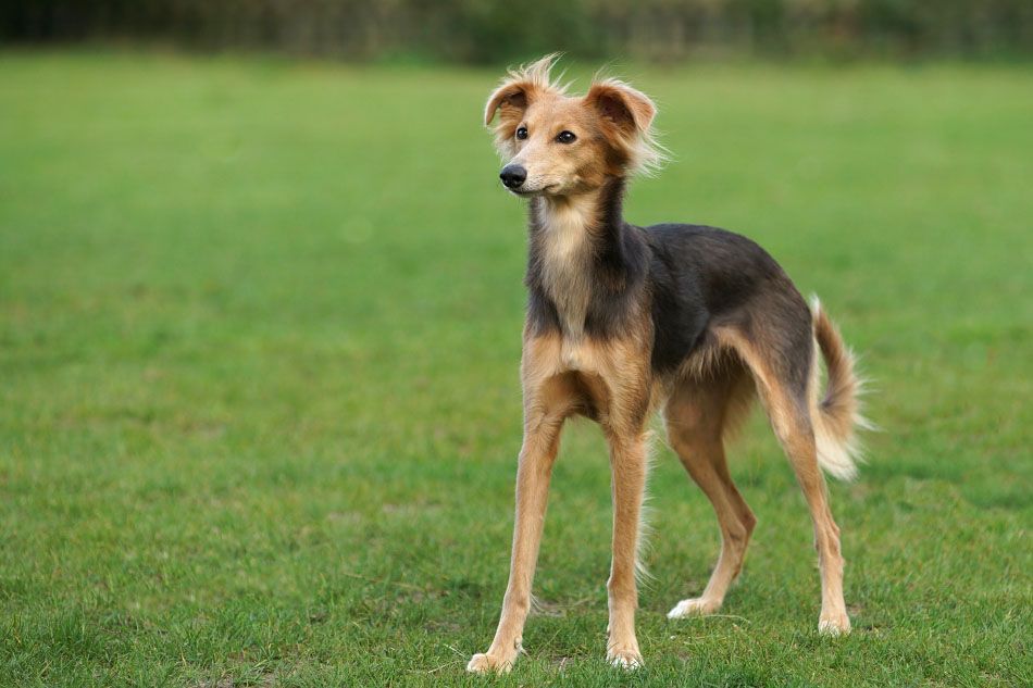 Silken Windsprite - The Breed Archive