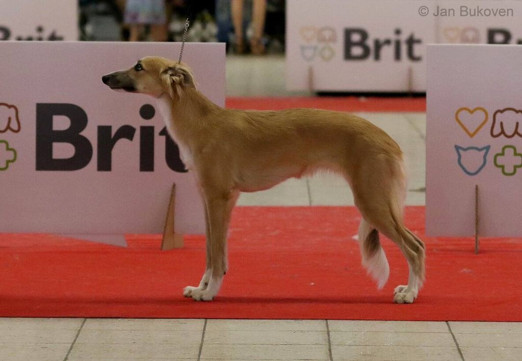 Silken Windsprite - The Breed Archive