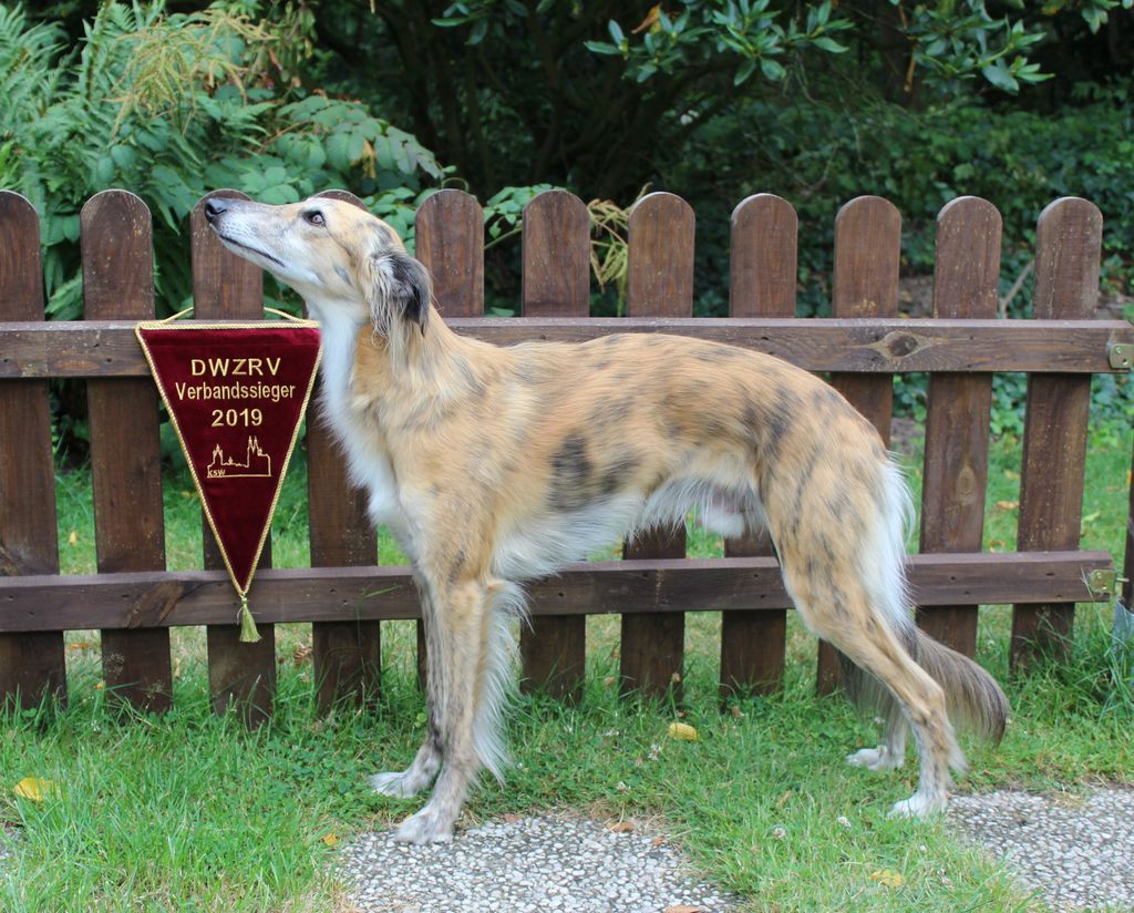 Silken Windsprite / Longhaired Whippet - The Breed Archive