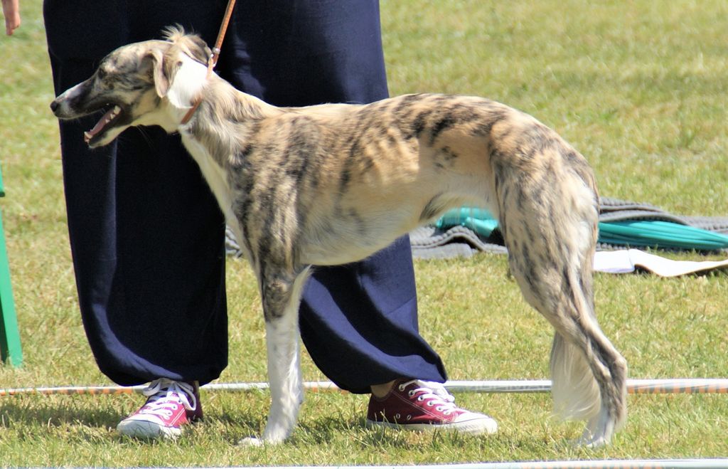 Silken Windsprite - The Breed Archive