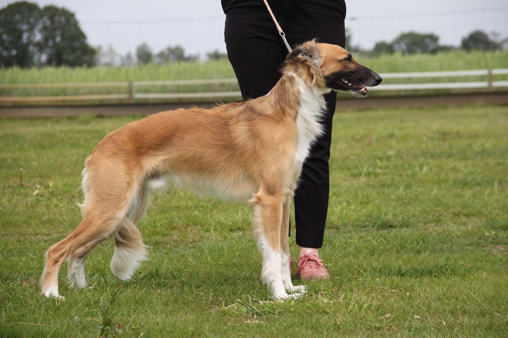 Silken Windsprite - The Breed Archive