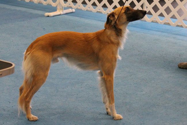 Silken Windsprite - The Breed Archive