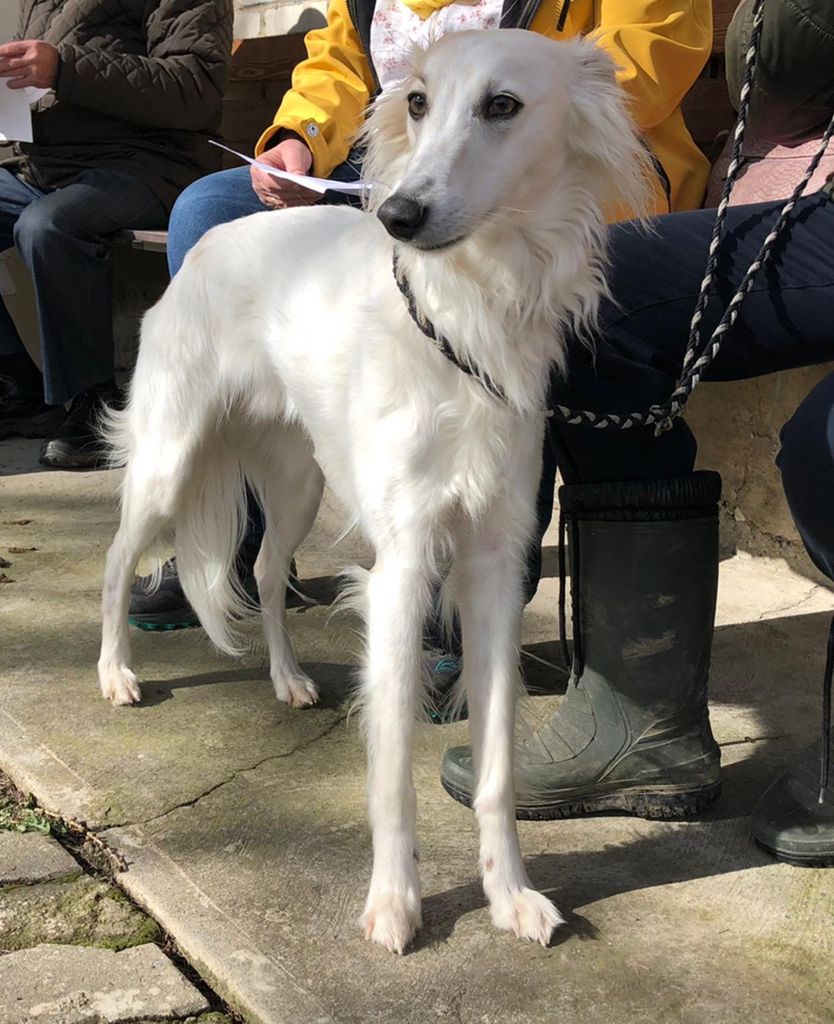 Silken Windsprite - The Breed Archive