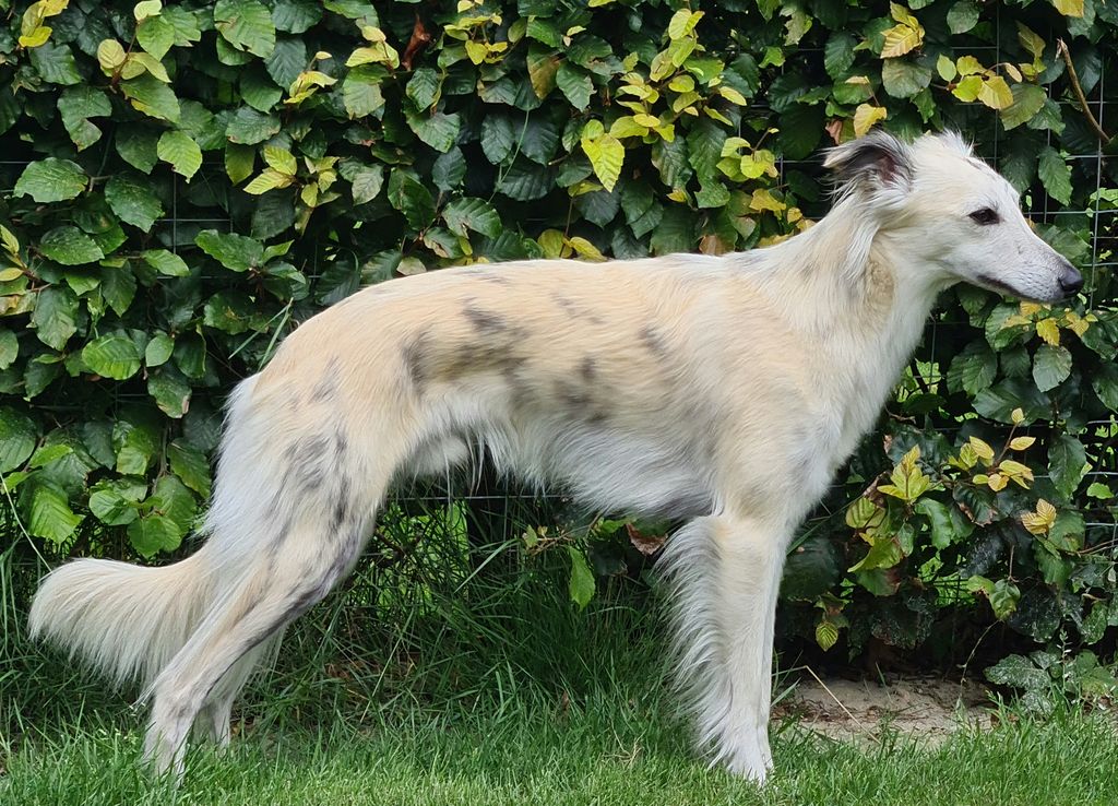 Silken Windsprite - The Breed Archive