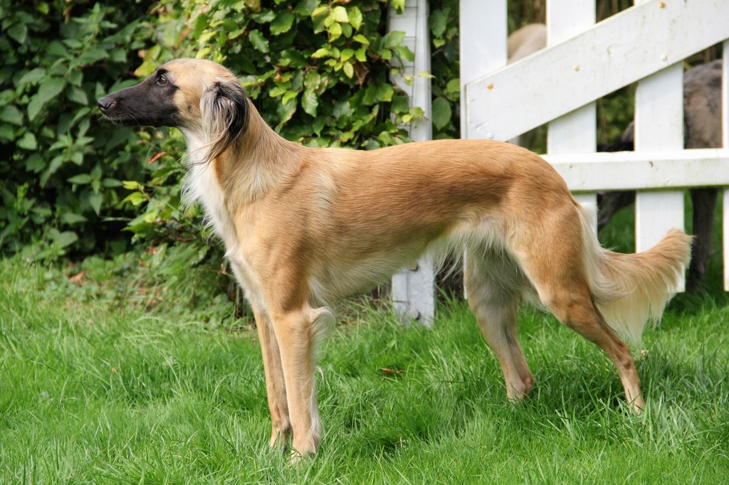 Silken Windsprite - The Breed Archive