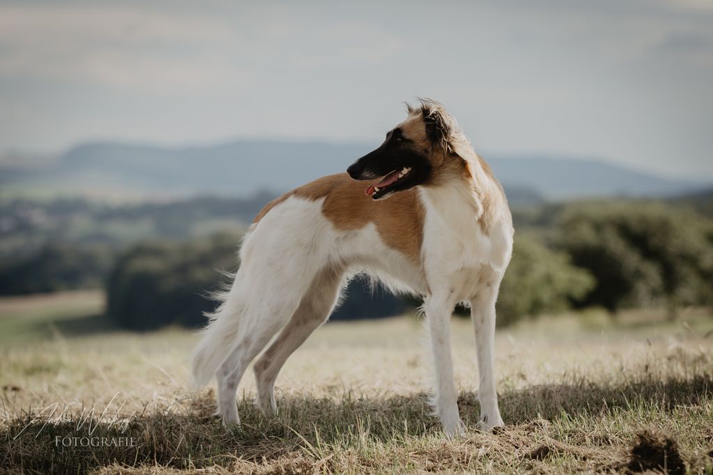 Silken Windsprite - The Breed Archive