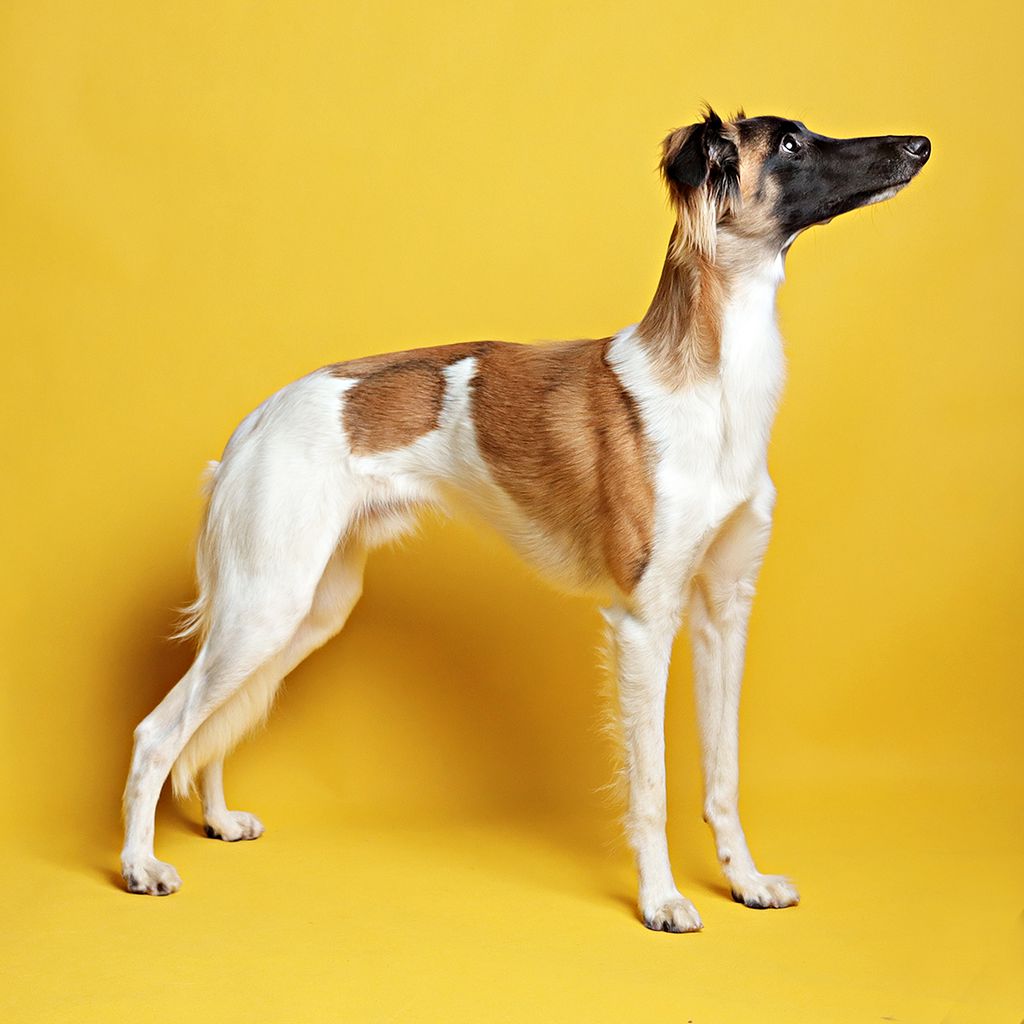 Silken Windsprite - The Breed Archive