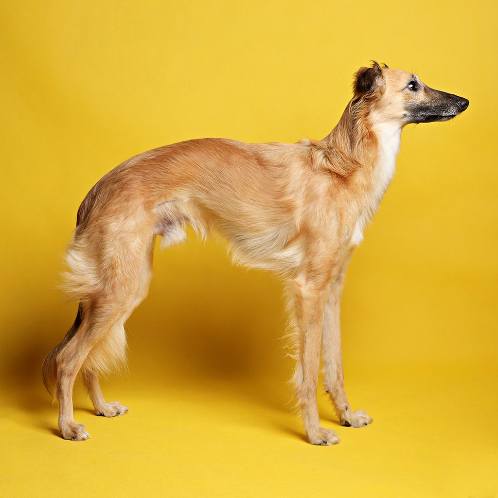 Silken Windsprite - The Breed Archive