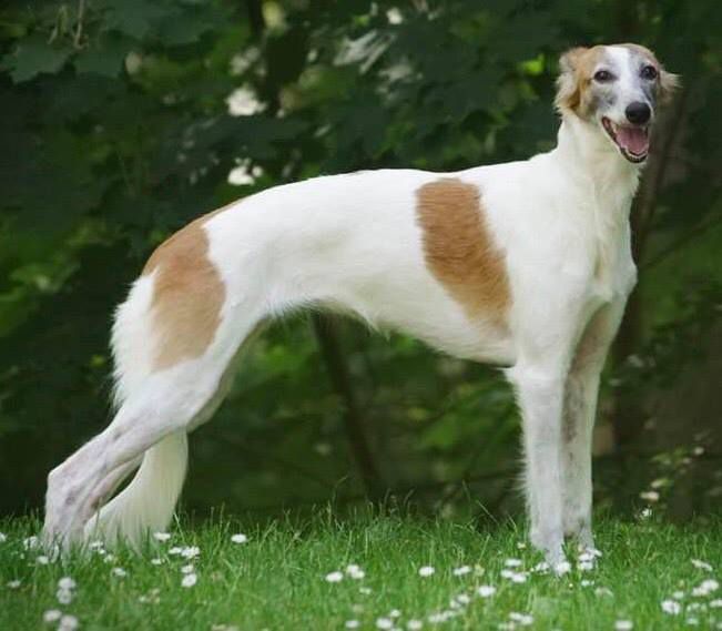 Silken Windsprite - The Breed Archive