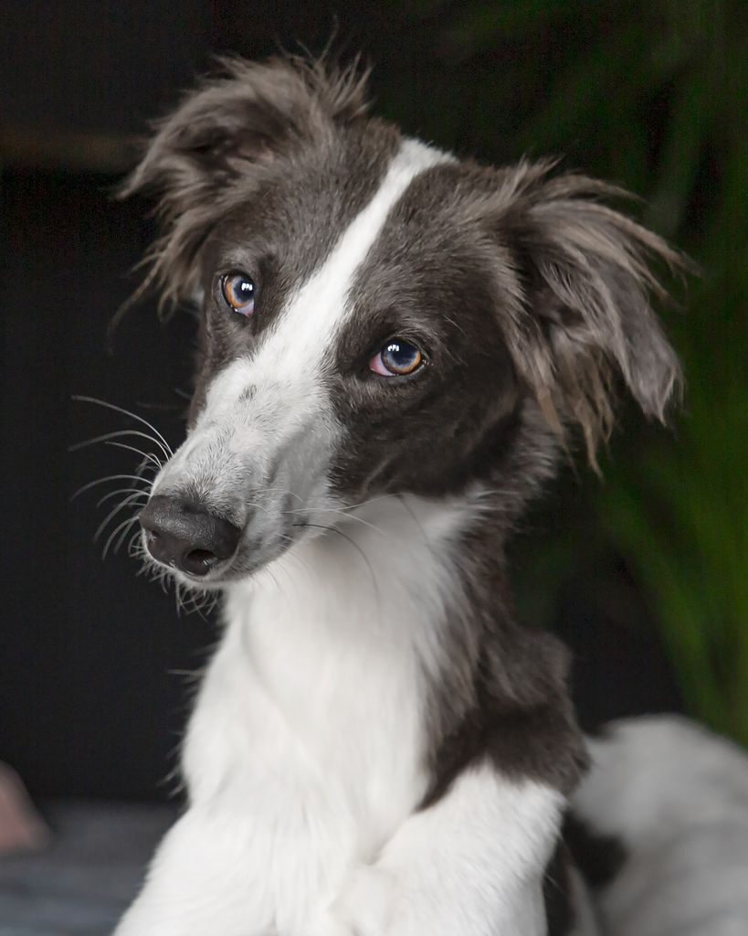 Silken Windsprite - The Breed Archive