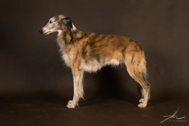 Silken Windsprite - The Breed Archive