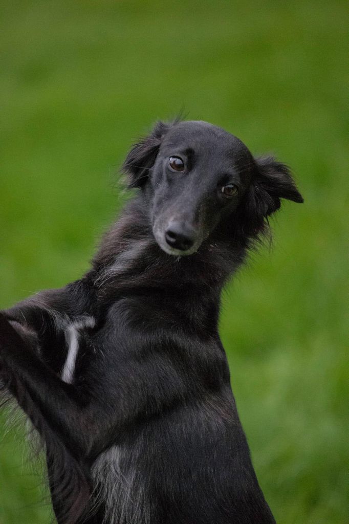 Silken Windsprite - The Breed Archive