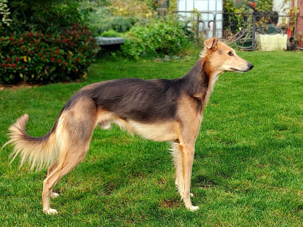 Silken Windsprite - The Breed Archive