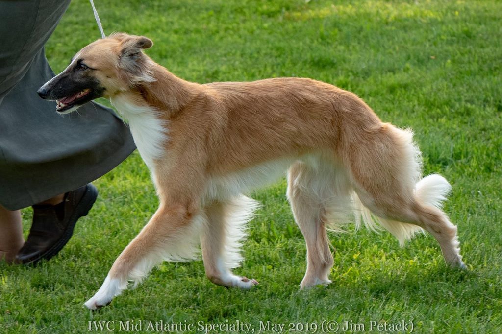 Silken Windsprite - The Breed Archive