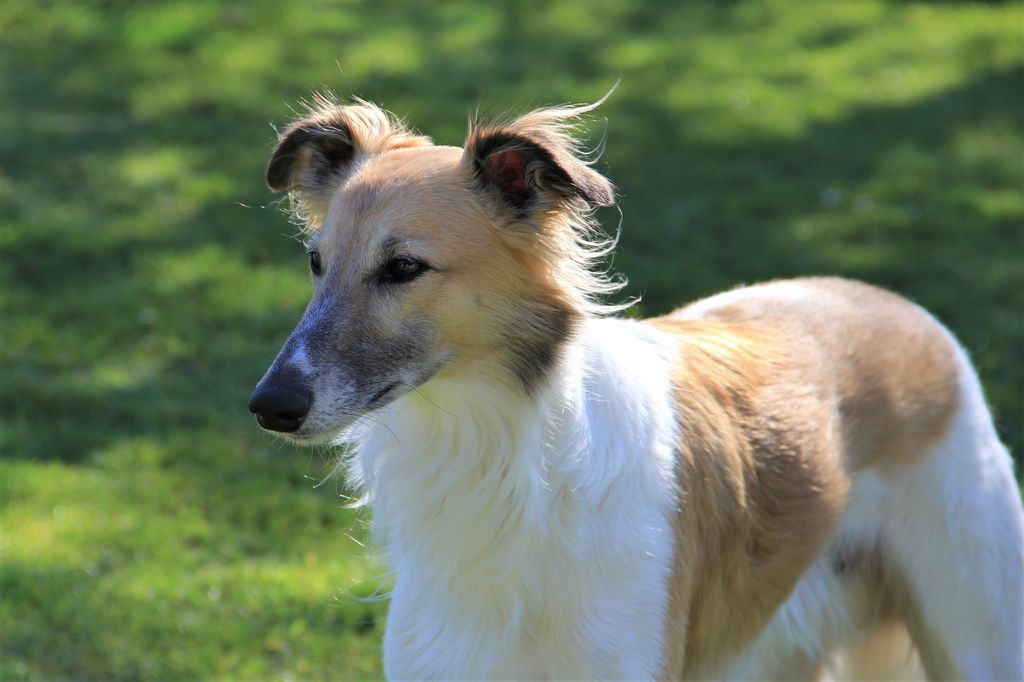 Silken Windsprite - The Breed Archive