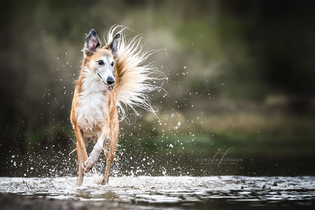 Silken Windsprite - The Breed Archive