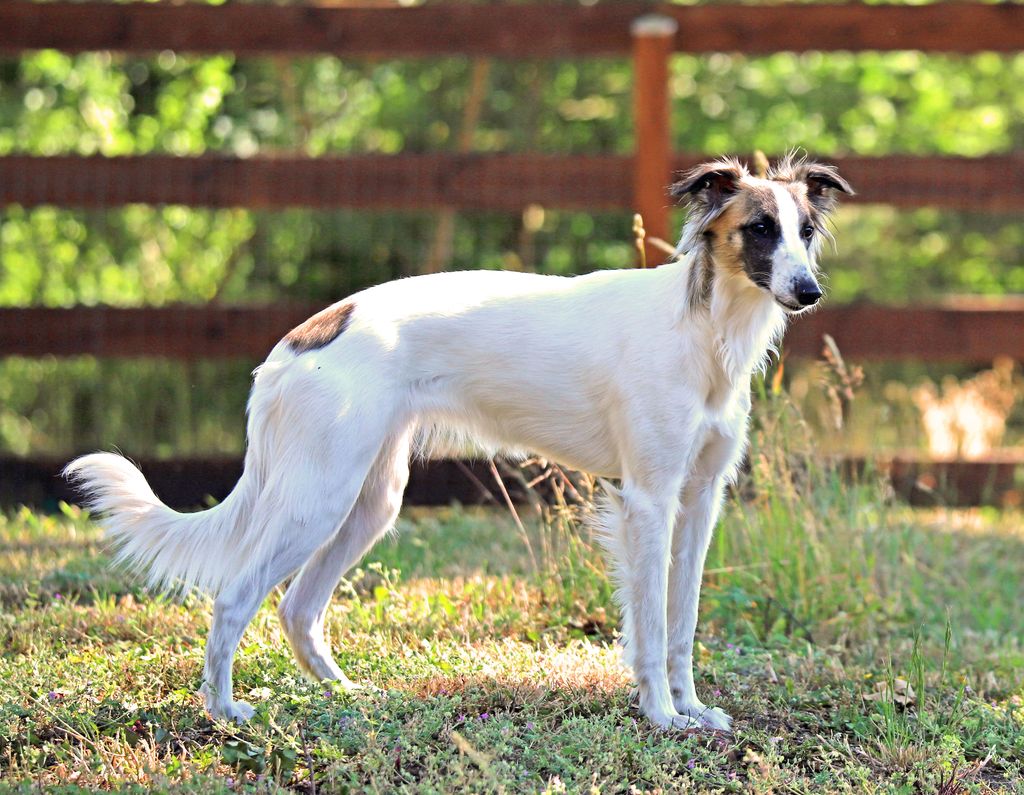 Silken Windsprite - The Breed Archive