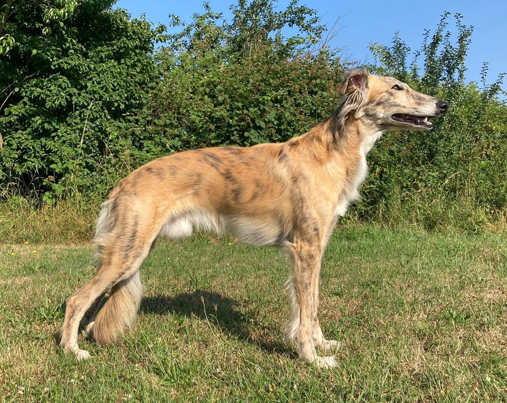 Silken Windsprite - The Breed Archive