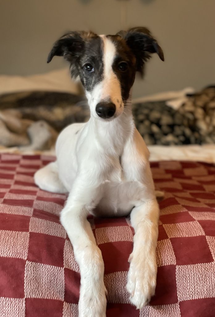 Silken Windsprite - The Breed Archive