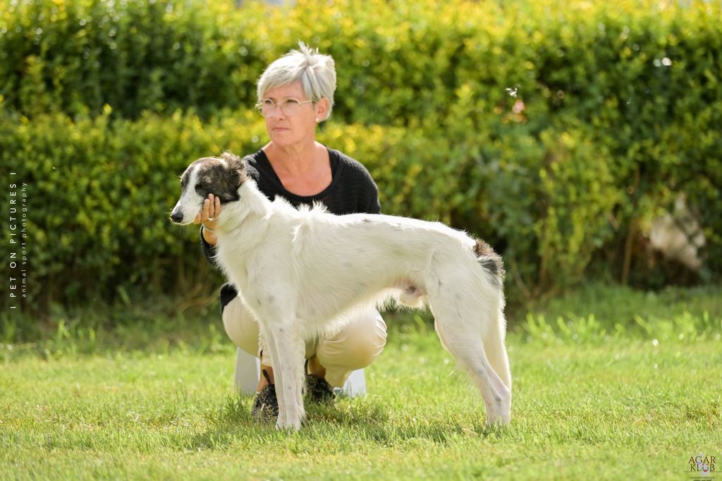 Silken Windsprite - The Breed Archive